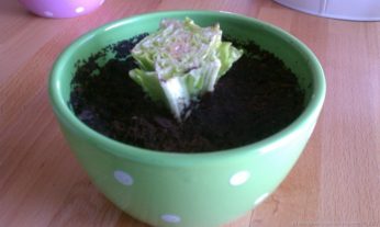 35 Foods You Can Regrow From Scraps Inside Your Own Home